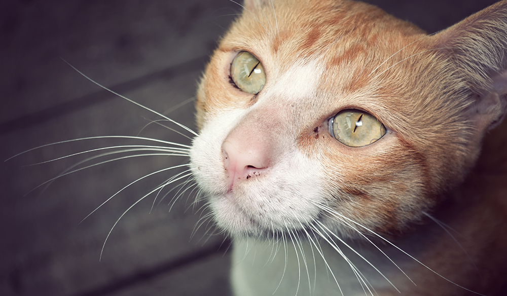 What is a LUT? Explained with Cats.