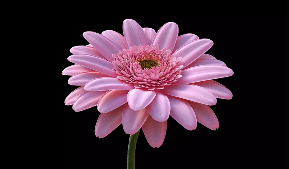 Modeling a Photorealistic Flower in Cinema 4D